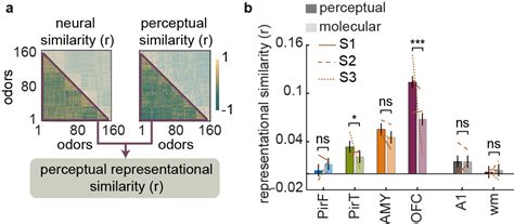 High Precision Mapping Reveals The Structure Of Odor Coding In The Human Brain