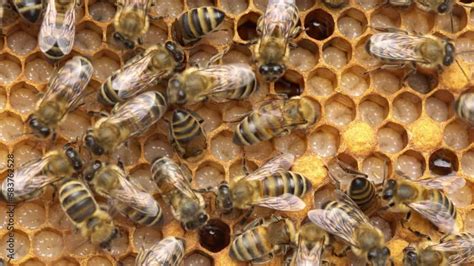 Honey Bee Larvae Hatch From Eggs Macro Honey Bee Brood Care The Birth