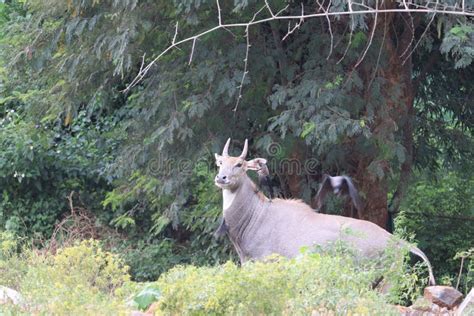 A Nilgai Also Known As A Blue Bull Stands Proudly In His Habitat