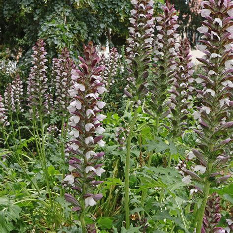Acanthus Hungaricus