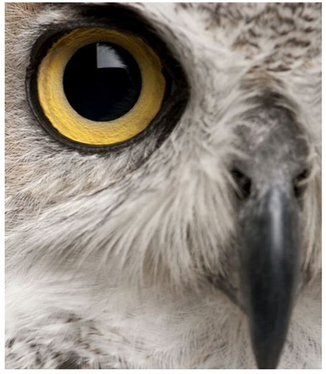 Knowledge Class Trichromatic Color Vision