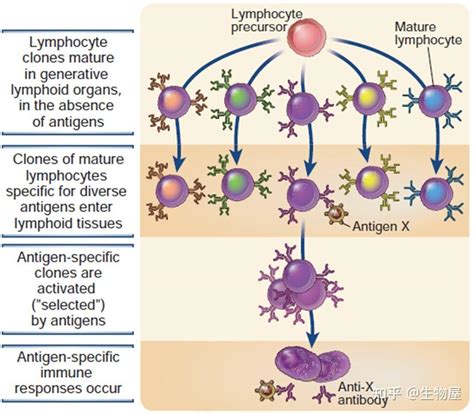 免疫学03：先天免疫和适应性免疫特点 知乎