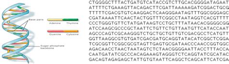 Human Dna Sequence Example Dna Sequencing Lab Tests Online Uk