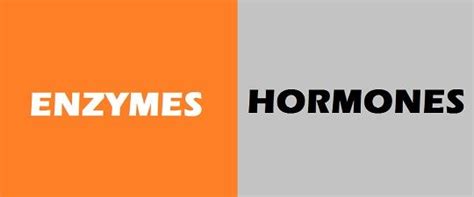 Difference Between Enzymes And Hormones With Comparision Chart Bio Differences