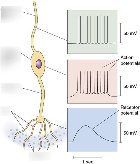 Olfactory Receptor Neurons Labeling Diagram Quizlet