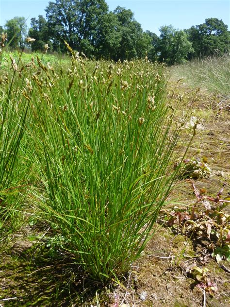 Broomsedge Seeds At Lois Katz Blog