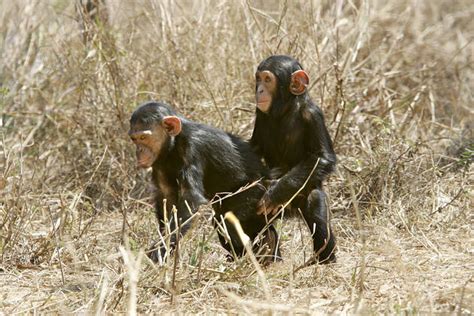 Paarung Affe Fotos Imago