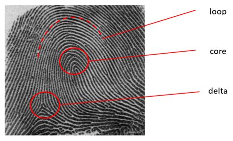 What Are The 3 Main Types Of Ridge Patterns In Fingerprints At Andre