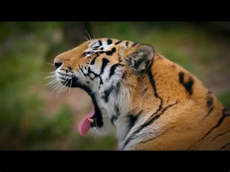 How Scientists Study Tiger Evolution Through Open Video