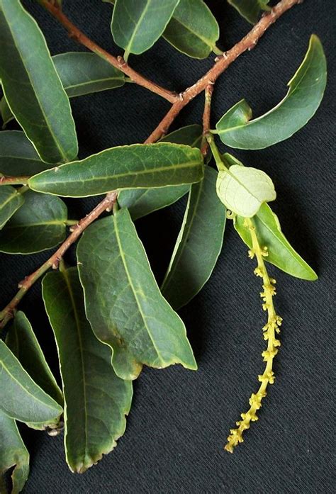 Sclerocroton Integerrimus
