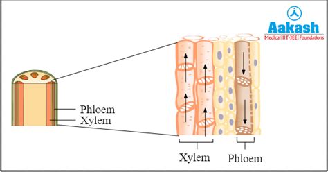 Plant Vascular System Vascular Bundles Types And Differences Aesl
