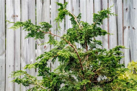 Hinoki Cypress Tree Care And Growing Guide