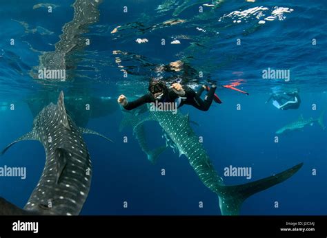 Whale Shark And Tourist Cenderawasih Bay West Papua Indonesia Stock