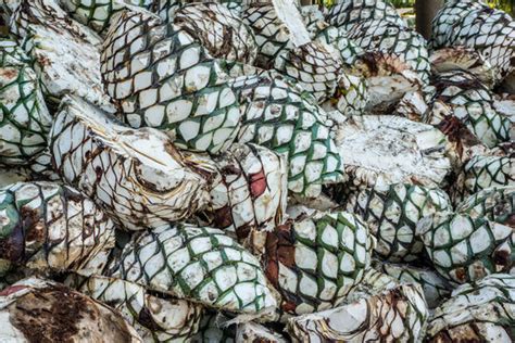 Pinnaple Bilder Bläddra Bland 128 Stockfoton Vektorer Och Videor