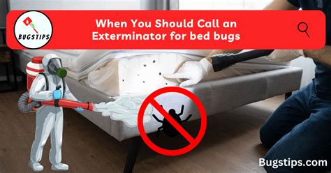 When You Should Call An Exterminator For Bed Bugs Bugstips