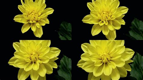 黄色大丽花小丽花开花延时摄影视频素材下载