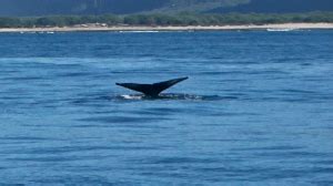 Kauai Sea Life Photo Flurries