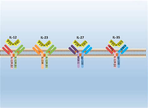 Frontiers Pathogenesis And Function Of Interleukin 35 In Rheumatoid