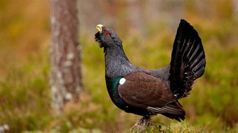Capercaillie Tetrao Urogallus Woodland Trust