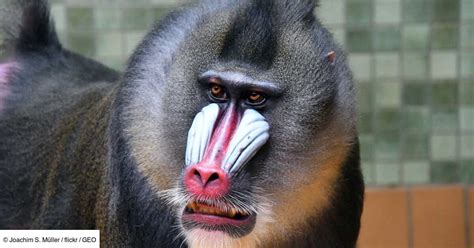 Sexualité Des Animaux Des Techniques De Séduction Très Variées