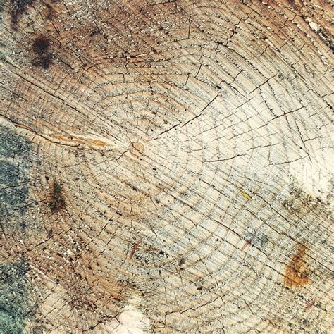 Premium Photo Timber Cross Section