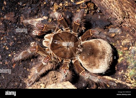 Goliath Bird Eating Spider Eating Chicken Goliath Bird Eating Spider Eating Chicken