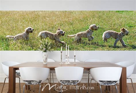 Running Cockapoo Wallpaper Wall Mural By Magic Murals