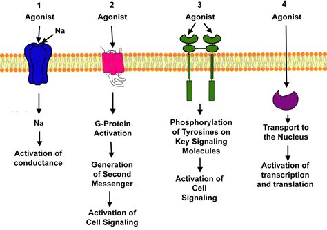 Receptor Proteins Examples Biology At Roy Chowdhury Blog