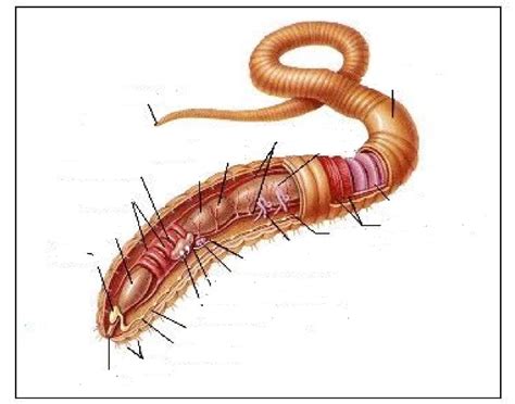Earthworm Label Bio Ii Quiz