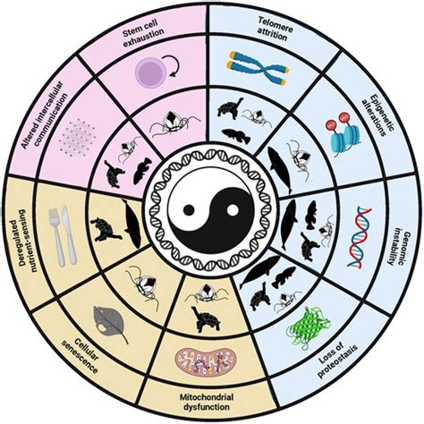 The Hallmarks Of Aging As A Conceptual Framework For Health And Longevity Research Skin Aging