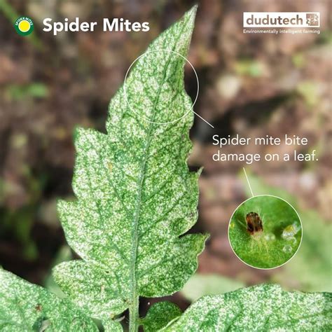 Red Spider Mites On Tomato Plants