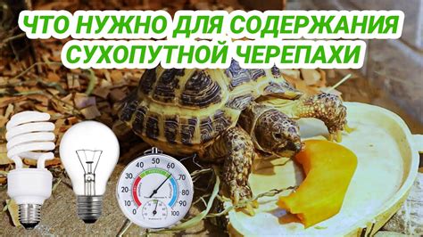 Что нужно купить для содержания сухопутной черепахи. Среднеазиатская ...