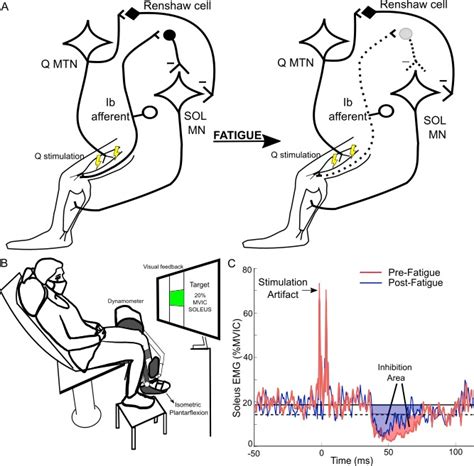 Reduced Inhibition From Quadriceps Onto Soleus After Acute Quadriceps