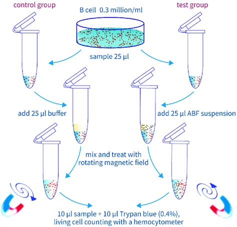 Bacterial Viability Testing At Kasey Bailey Blog