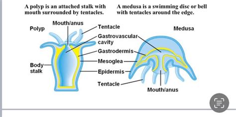 Phylum Cnidaria Flashcards Quizlet