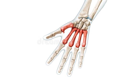Metacarpals