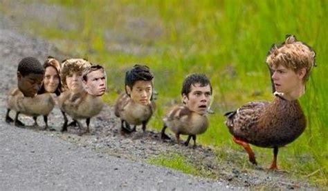 15 Maze Runner Ideas In 2025 Maze Runner Maze Runner Funny Maze