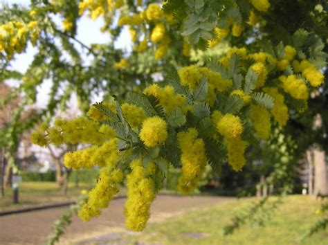 ミモザ 772 自由と責任 精神科のロマン主義医療について
