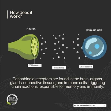 A Comprehensive Guide To The Differences Between Thc And Cbd Earths