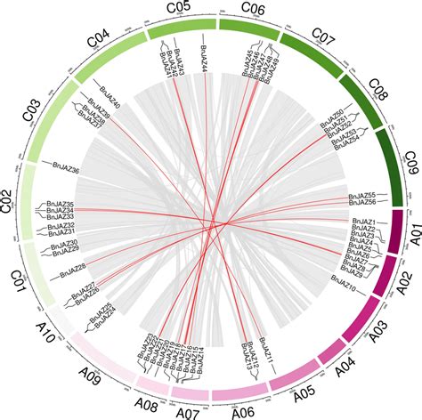 Chromosomal Location And Inter Chromosomal Association Of Bnjaz Genes Download Scientific