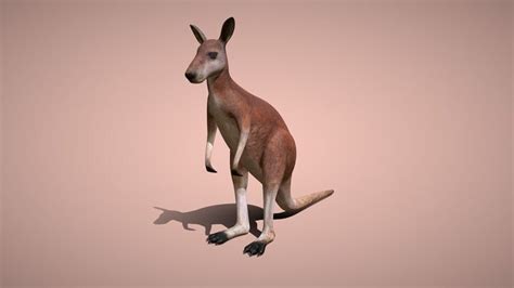 Artstation Kangaroo Game Assets