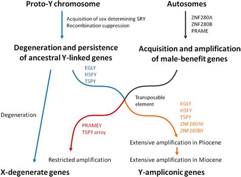Male Specific Region Of The Bovine Y Chromosome Is Gene Rich With A