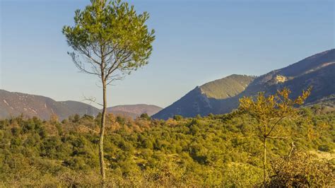 Bor Krivulj Bor Koji Sprječava Eroziju Tla Nethr