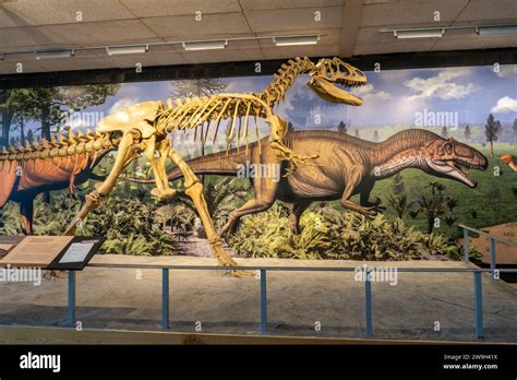 A Skeleton Cast Of An Allosaurus Fragilis In The Quarry Exhibit Hall At