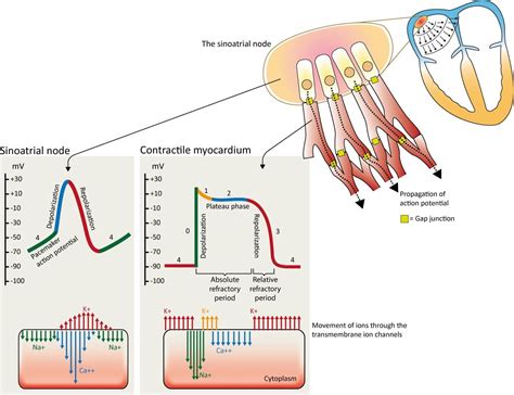Figure 7 The Action Potential In The Sinoatrial Node And In