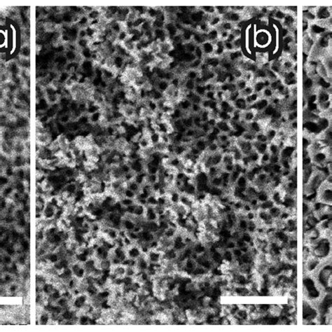 Pore Size Distribution Of Cpg 75 Cpg 300 Cpg 1000 And Cpg 3000 Download Scientific Diagram