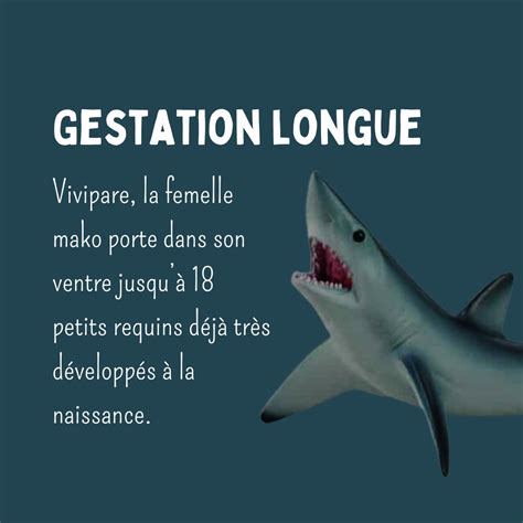 Tout Savoir Sur Le Requin Mako Fiche Découverte Du Super Prédateur Des Mers
