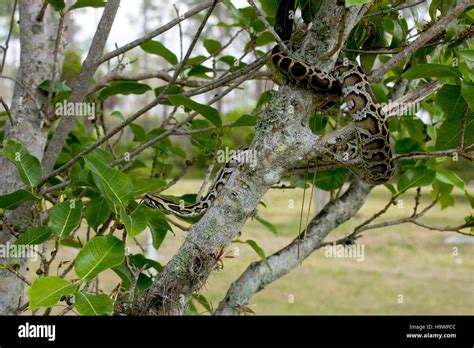 A Burmese Python Is Captured In The Everglades National Park Highlighting The Ongoing Efforts