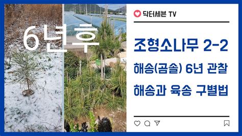 해송곰솔 6년 관찰 해송과 육송 구별법 Youtube