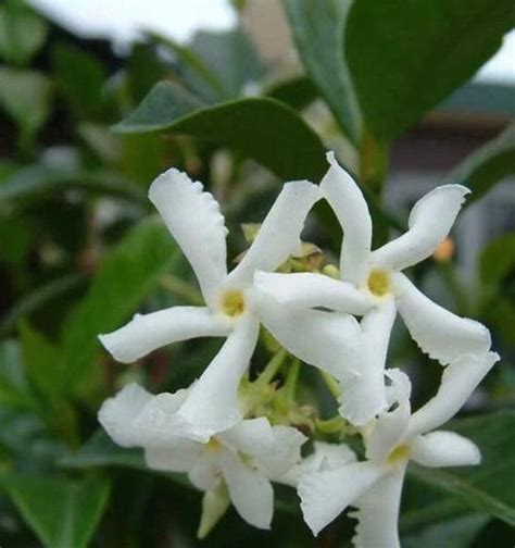 络石花的养殖方法和常见问题是什么？花植网